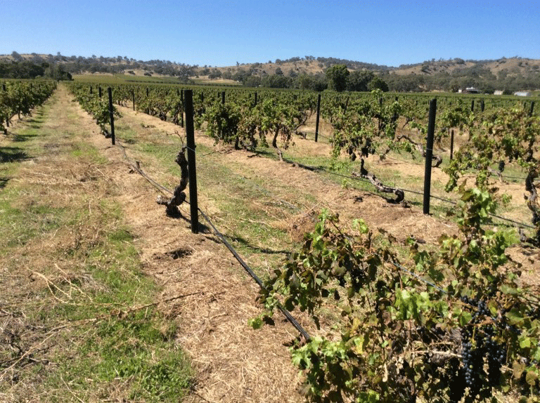 Ahrens' Creek Vineyard, Vine Vale, Barossa Valley - Maverick Wines